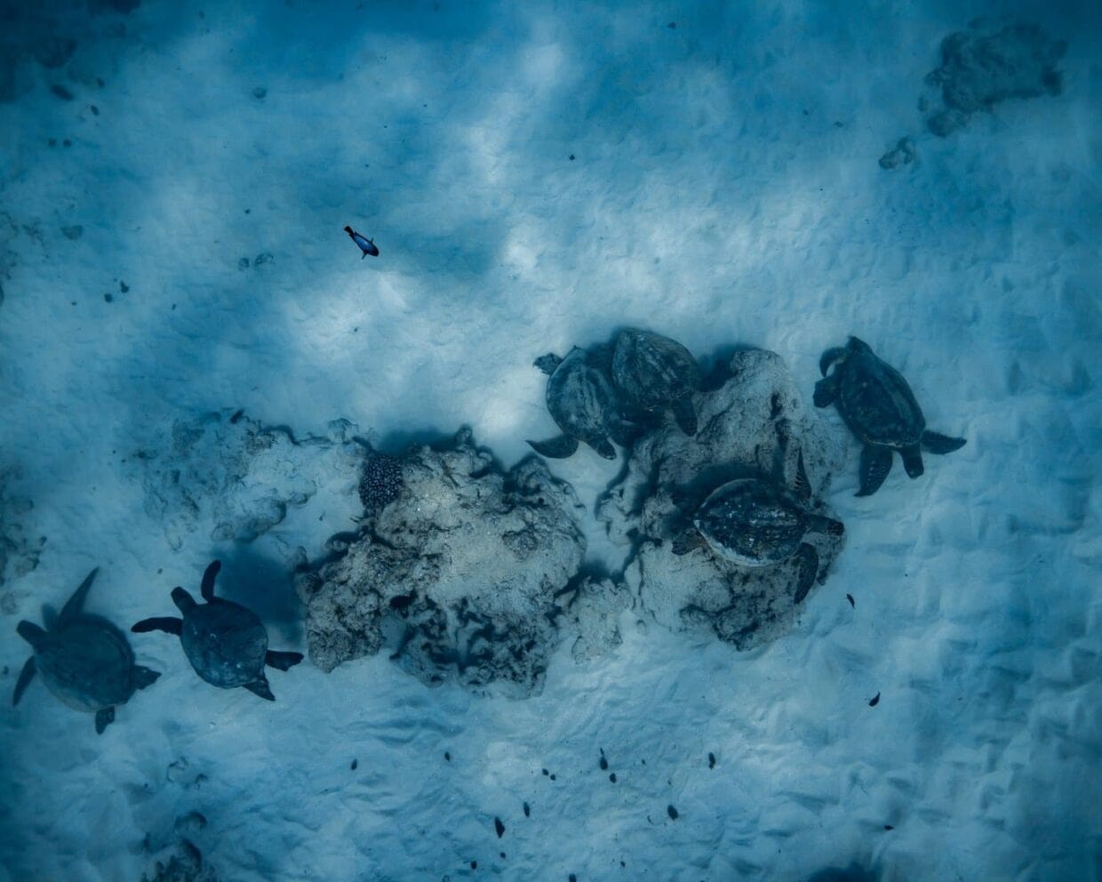 Turtle Canyon Snorkel (Small-Group Tour with 100% Turtle Guarantee) (1. ...