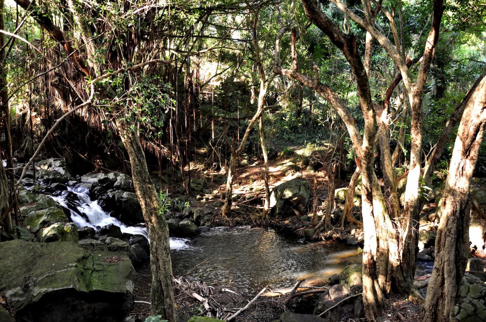 10 Favorite O‘ahu Waterfall Hikes (+2 to stay away from)