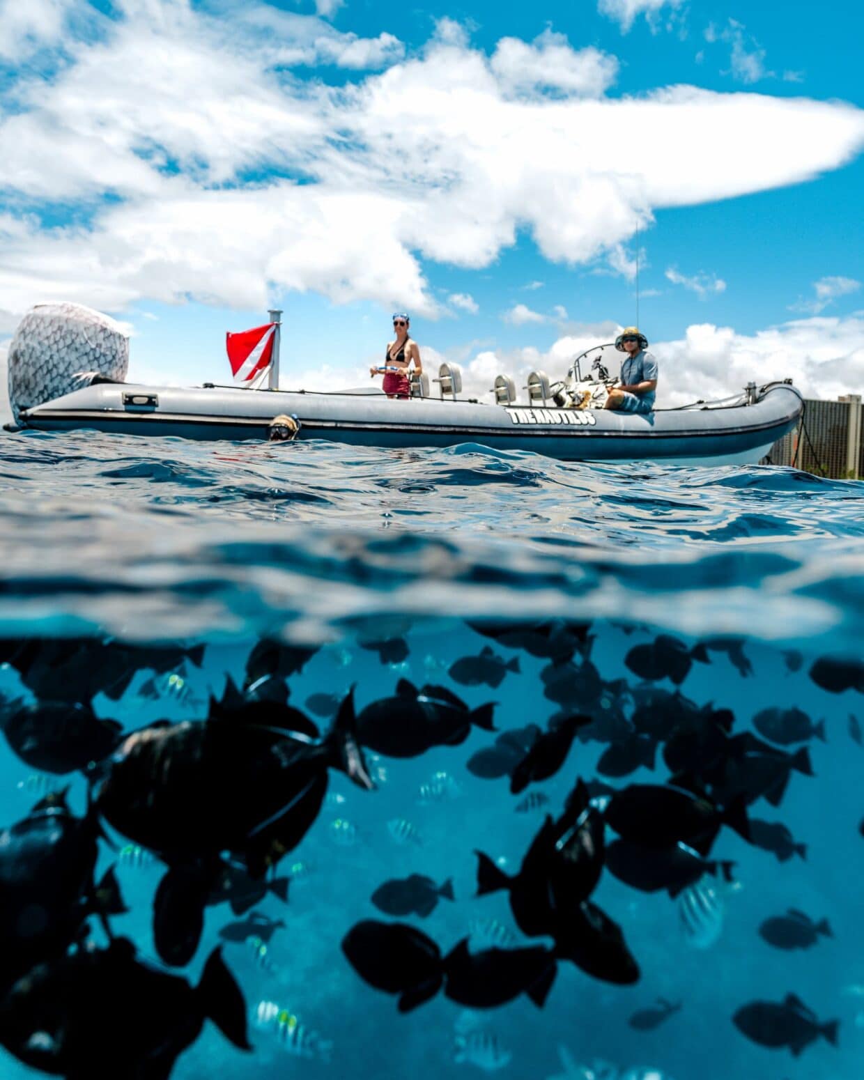Turtle Canyon Snorkel (Small-Group Tour with 100% Turtle Guarantee) (1. ...
